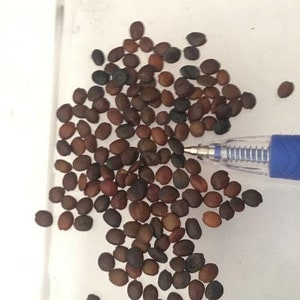 Cercis Chinensis | Chinese Redbud | 5 Seeds - Etsy