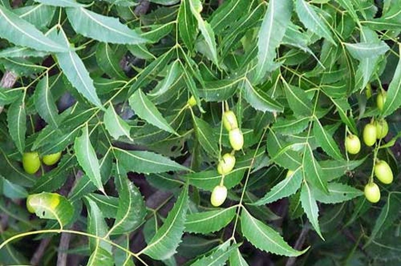 Azadirachta Indica | Neem Tree | Indian Cedar | 10 Seeds - Etsy