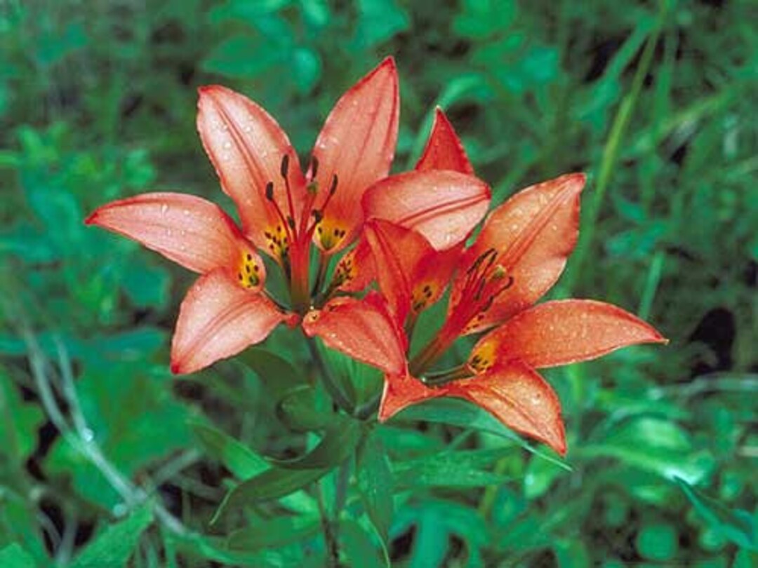 Lilium Philadelphicum | Philadelphia, Prairie or Wood Lily | 25 Seeds ...