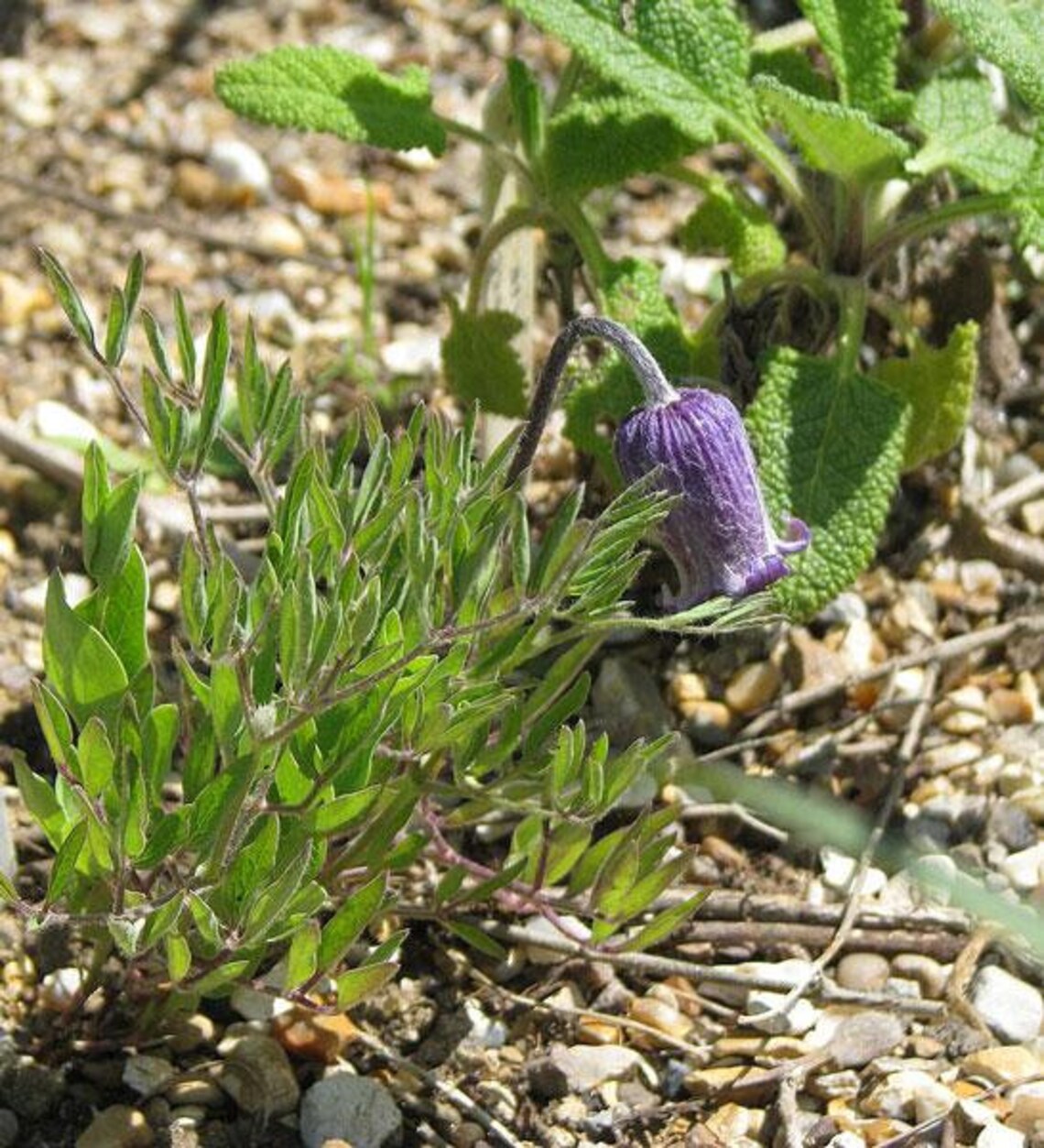 Clematis Scottii | Scotts Clematis | 5 Seeds - Etsy