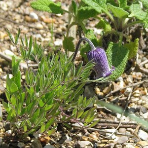 Clematis Scottii | Scotts Clematis | 5 Seeds - Etsy