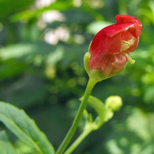 Scrophularia Californica | California Bee Plant | 20 Seeds - Etsy