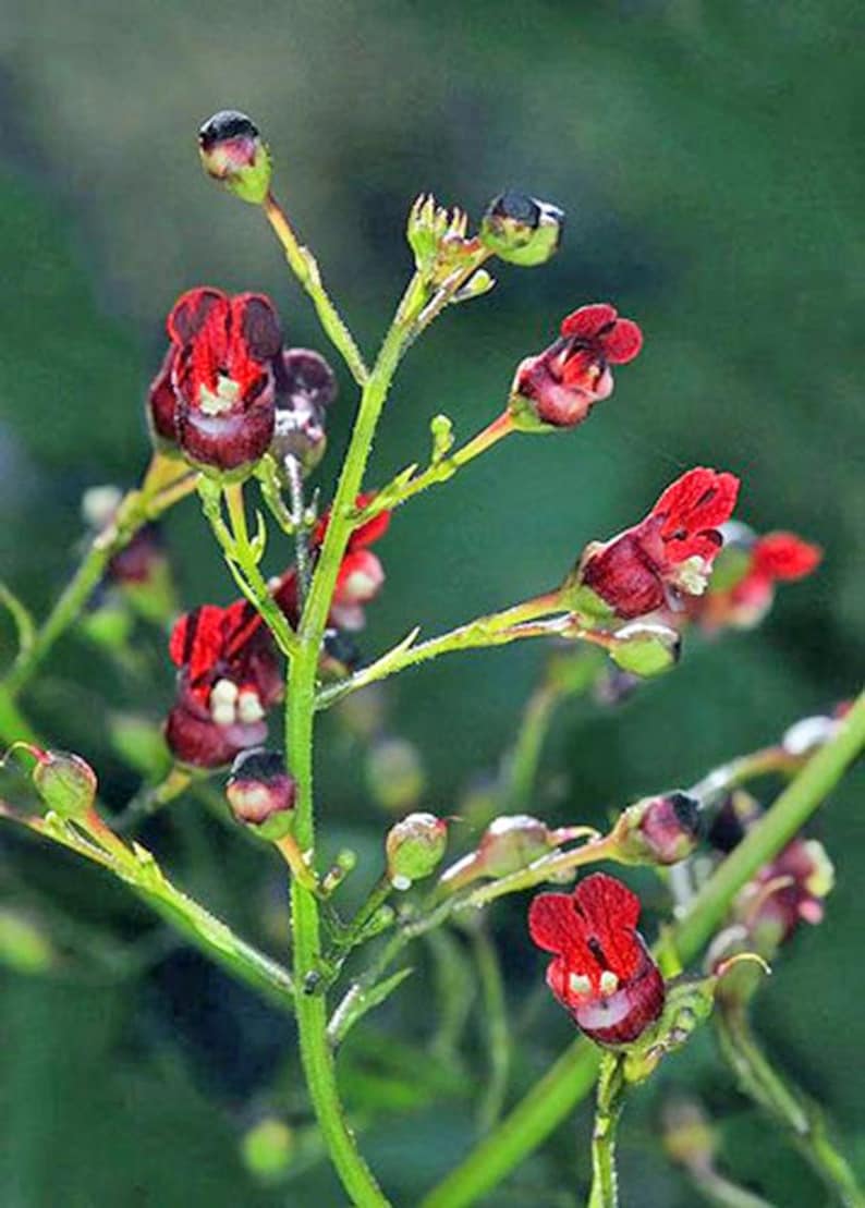 Scrophularia Californica | California Bee Plant | 20 Seeds - Etsy