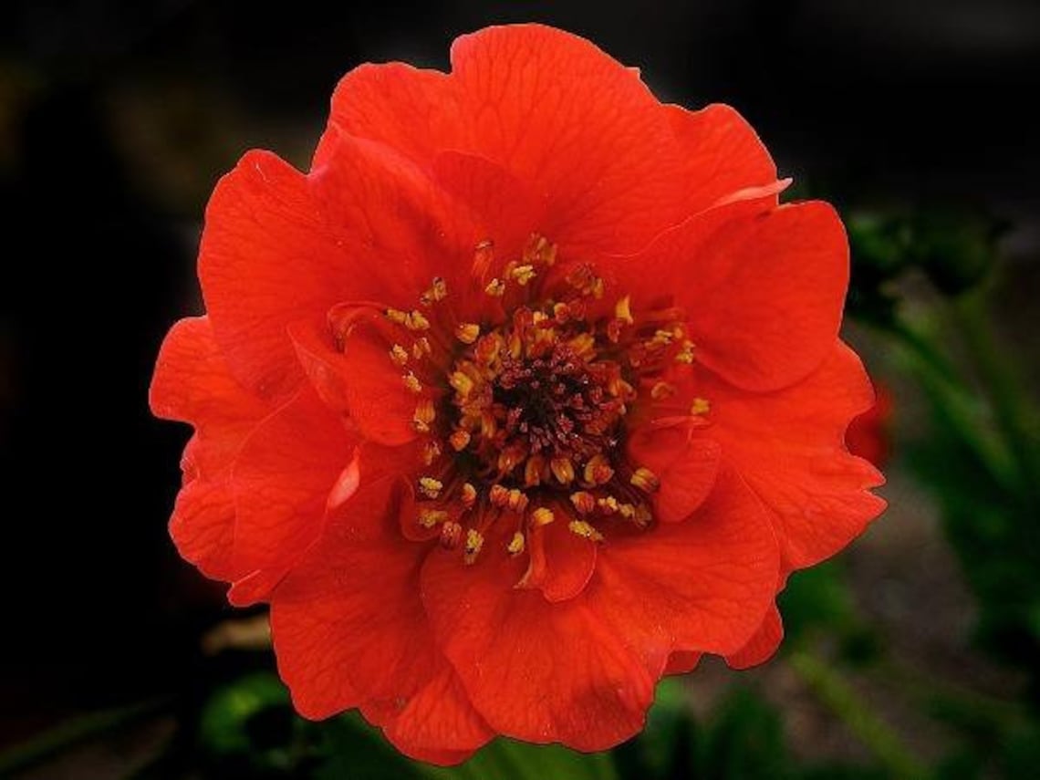 Geum Chiloense Avens Mrs. J Bradshaw Red Double Geum 100 - Etsy