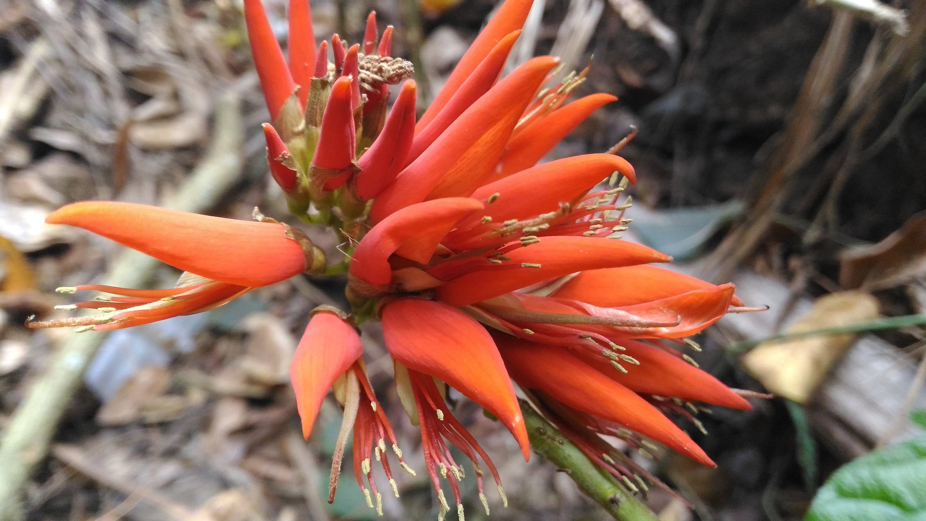 Erythrina Indica Easter Flower Indian Coral Tree 5 Seeds - Etsy
