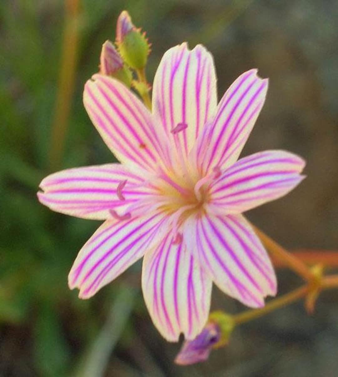 Lewisia Columbiana | Columbia Bitter-root | Columbian Lewisia | 10 ...