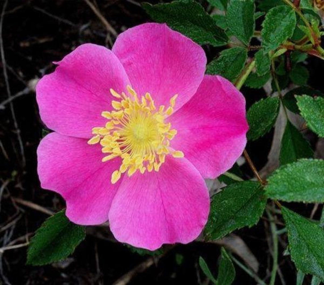 Rosa Carolina Pasture Rose Carolina Rose Wild Rose | Etsy