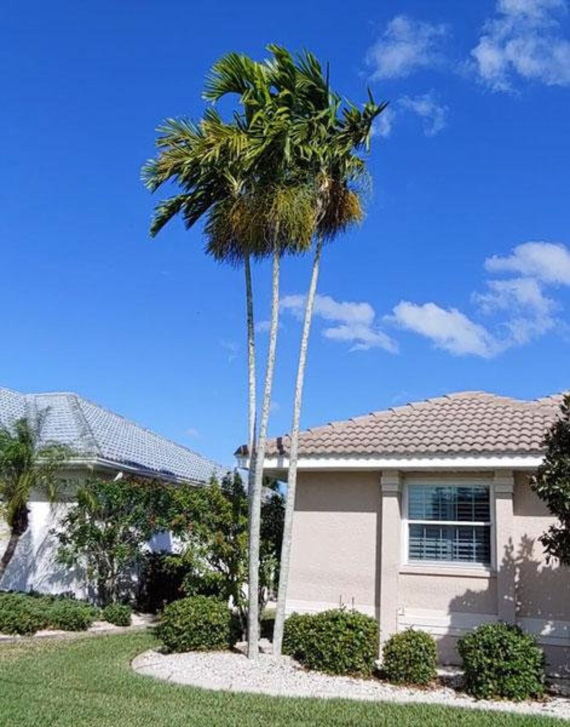 Ptychosperma Elegans Elegant or Solitaire Palm 10 Seeds - Etsy