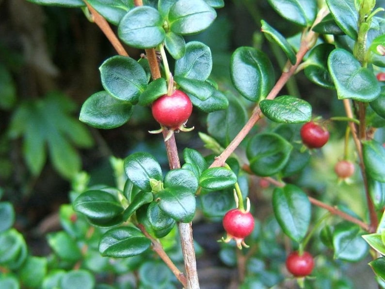 Ugni Molinae | Chilean Guava | Strawberry Myrtle | 10 Seeds - Etsy