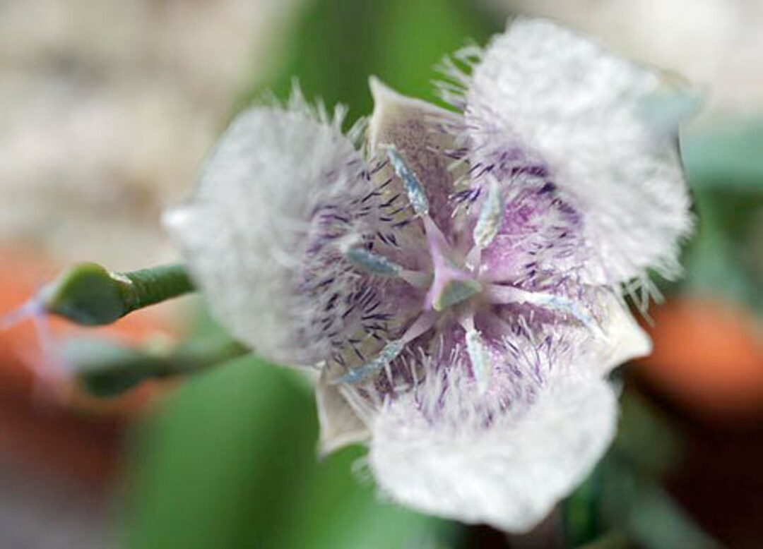 Calochortus Tolmiei Tolmies Star Tulip White Pussy Ears 5 Seeds - Etsy