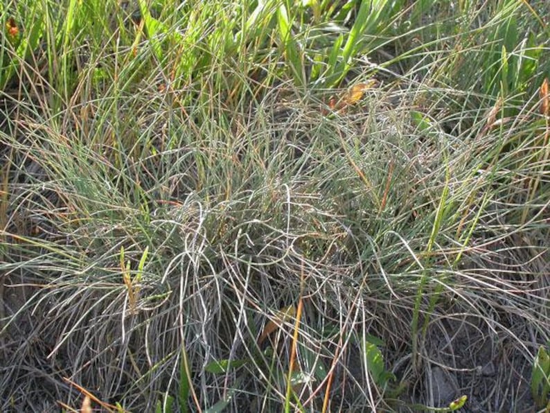 Festuca idahoensis Roemer's Fescue Blue Bunchgrass | Etsy