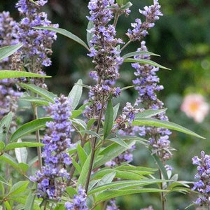 Vitex Agnus-castus | Chaste Tree | Monks Pepper Alba | 20 Seeds - Etsy
