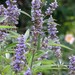 Vitex Agnus-castus Chaste Tree Monks Pepper Alba 20 Seeds - Etsy
