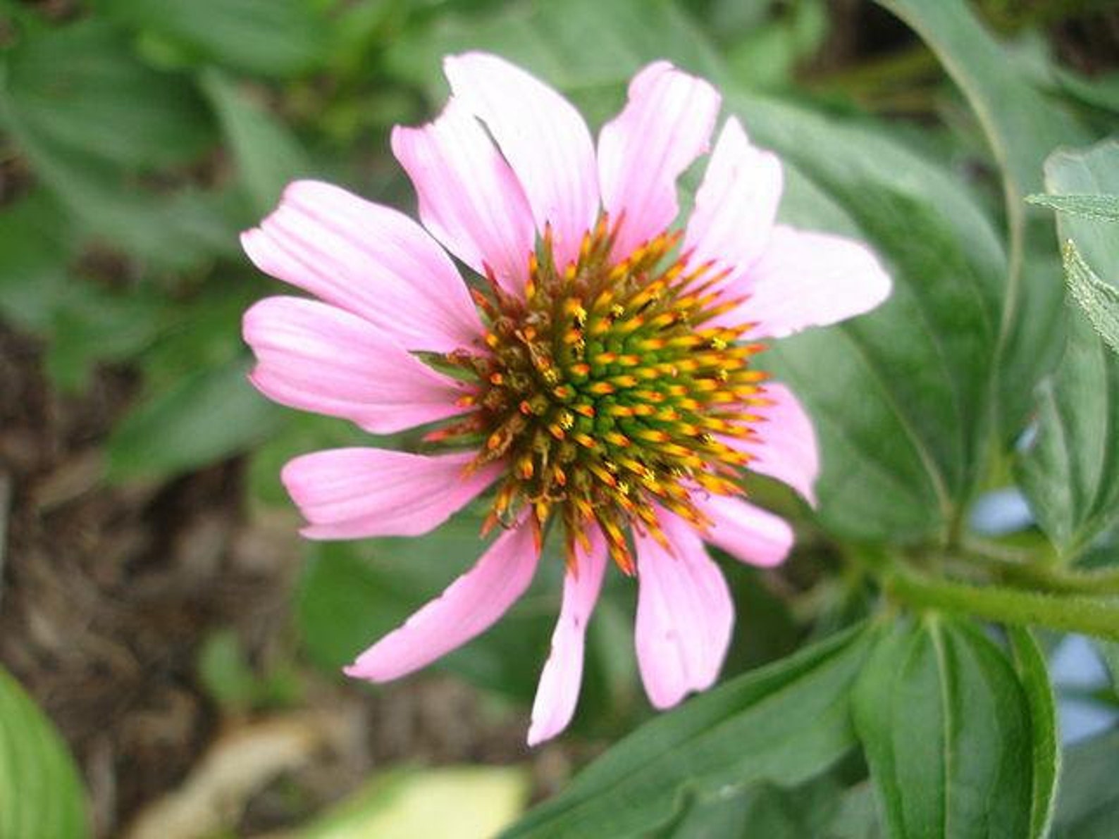 Echinacea Tennesseensis Tennessee Coneflower 5 Seeds - Etsy