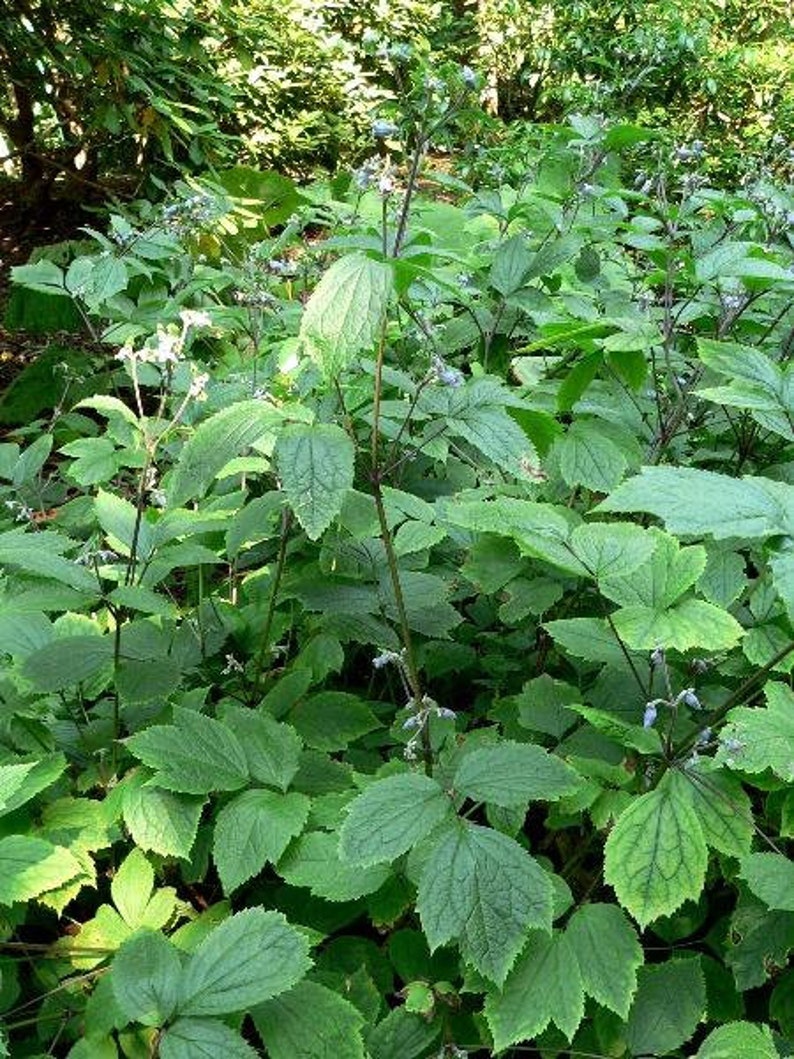 Clematis Heracleifolia | Tube Clematis | Rare | 5 Seeds - Etsy