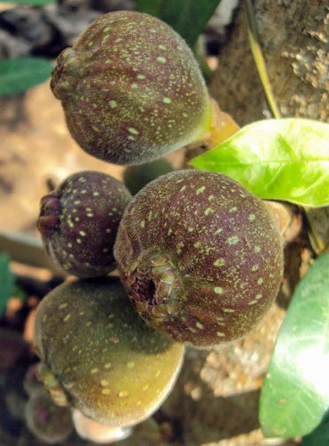 Ficus Auriculata | Roxburgh Fig | Broad-leaf Fig | 20 Seeds - Etsy