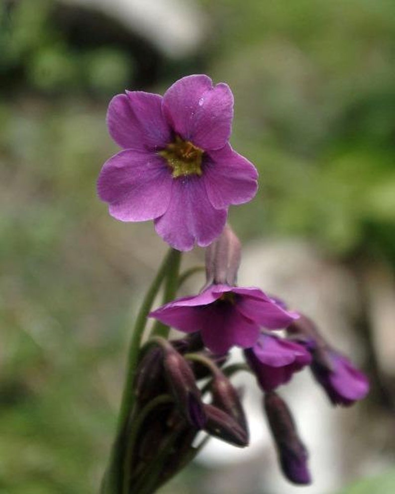 Primula Parryi Parry's Primrose 20 Seeds | Etsy