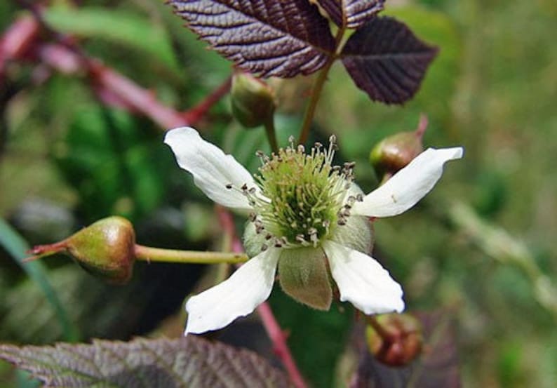 Rubus Glaucus | Andean Raspberry | Mora De Castilla | 50 Seeds - Etsy