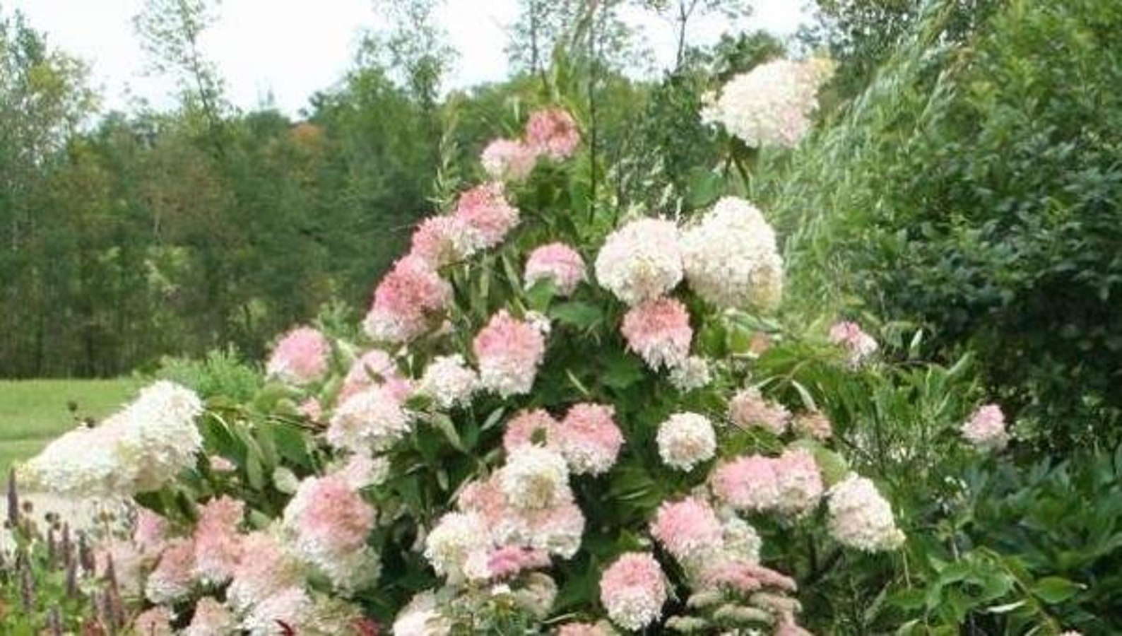 Hydrangea Paniculata Grandiflora Pee Gee Hydrangea 100 Seeds - Etsy