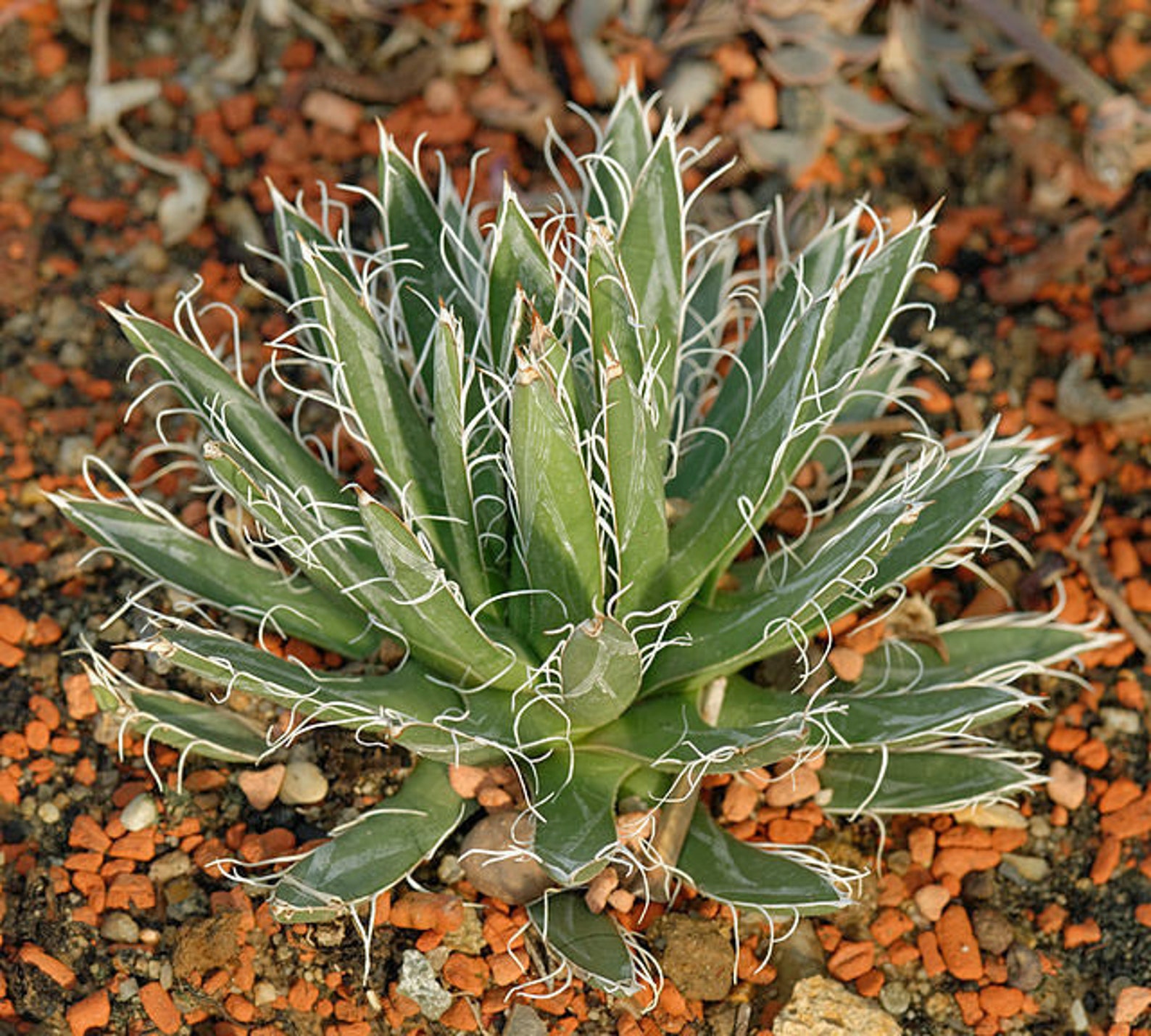 Agave Toumeyana Ssp. Bella | Toumeys Century Plant | 10 Seeds - Etsy