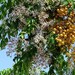 Melia Azedarach | Chinaberry Tree | Syringa Berry Tree | Cape Lilac ...