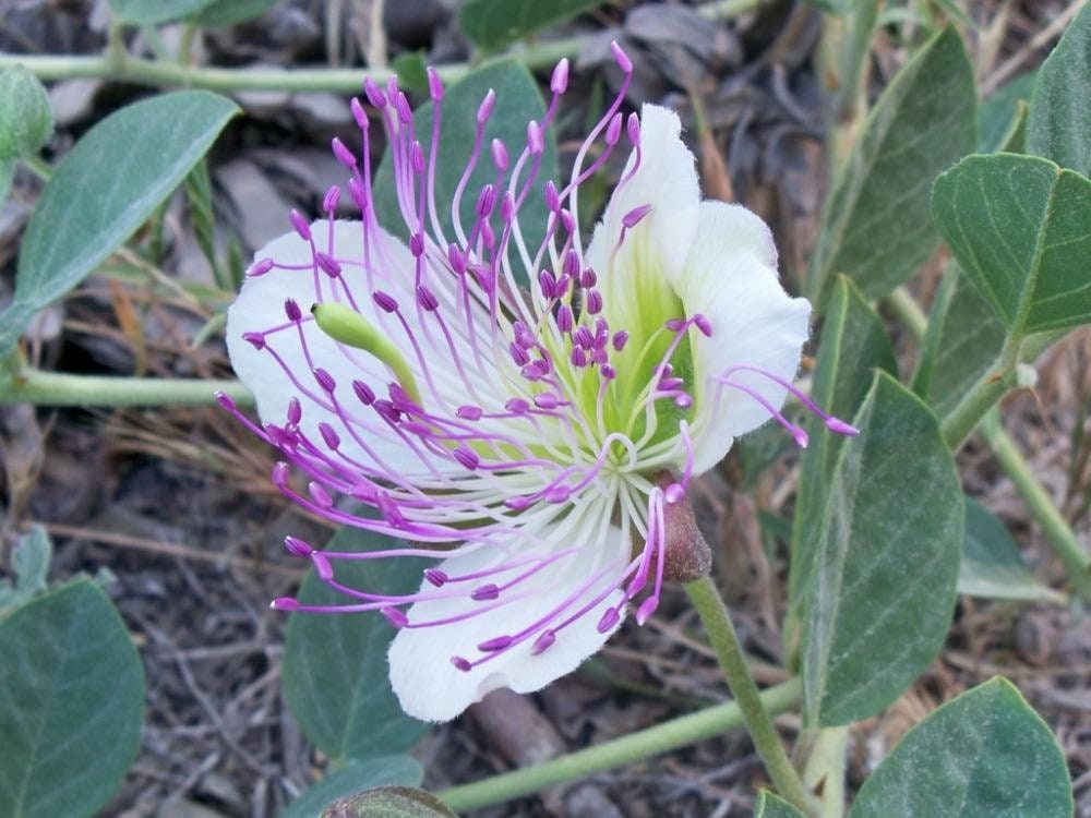 Capparis Spinosa | Caper Bush | Flinders Rose | 100 Seeds - Etsy