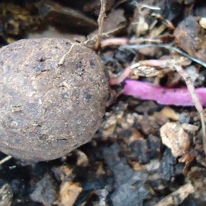 Dioscorea Alata | Purple Yam | Ube | 5 Seeds - Etsy