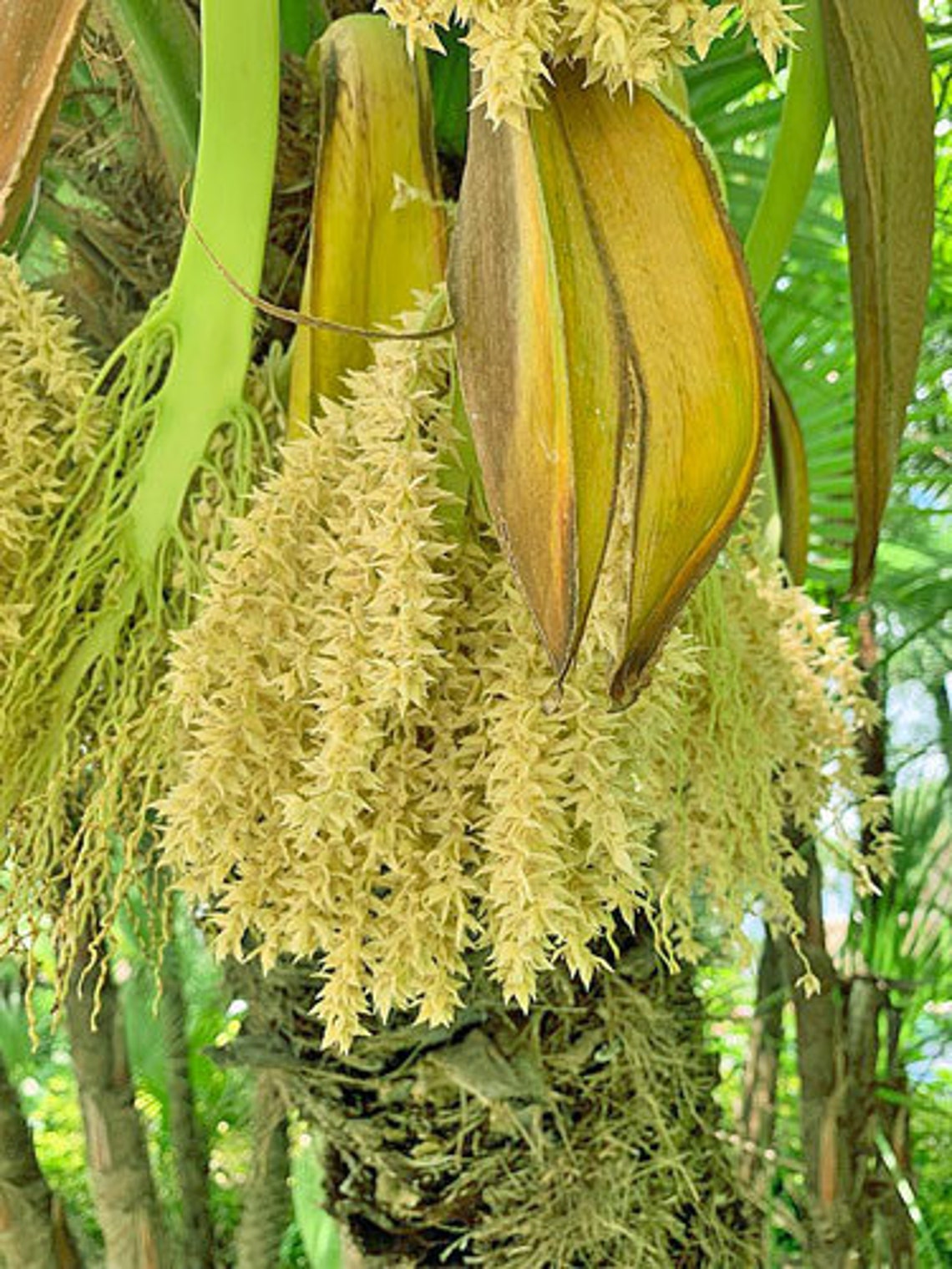 Phoenix Roebelenii | Pygmy Date Palm | Robellini Palm | 10 Seeds - Etsy