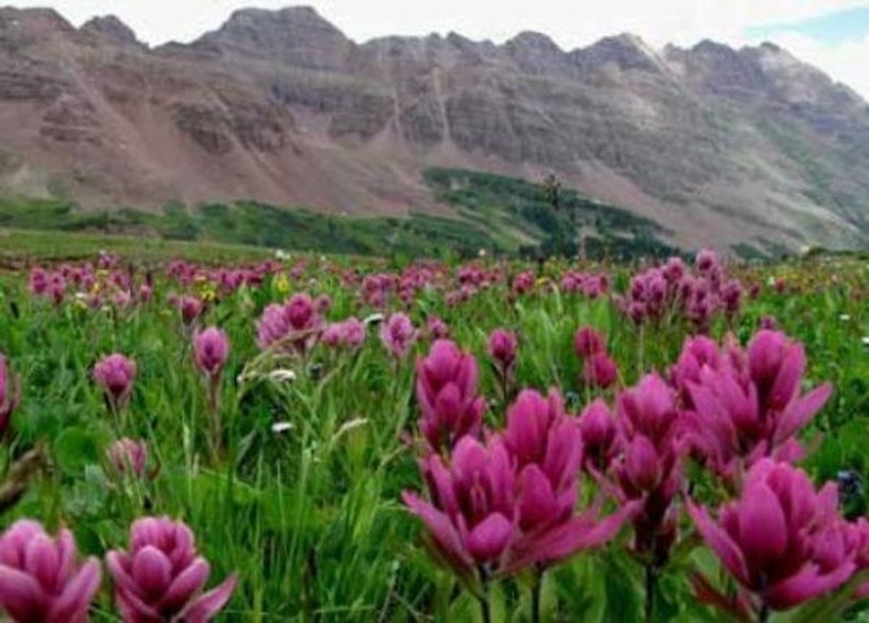 Castilleja Rhexifolia Alpine Paintbrush Pink Paintbrush - Etsy
