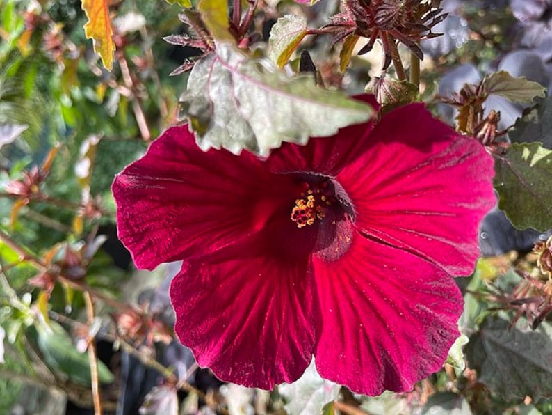 Hibiscus Mahogany Splendor | Red Leaf Hibiscus | 5 Seeds - Etsy