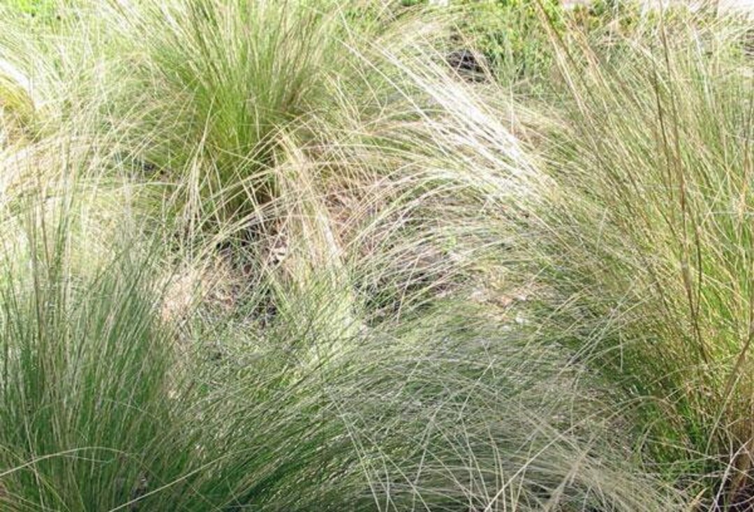 Nassella Tenuissima | Mexican Feather Grass | 20 Seeds - Etsy