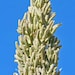 Dasylirion Wheeleri | Blue Sotol | Desert Spoon | 10 Seeds - Etsy
