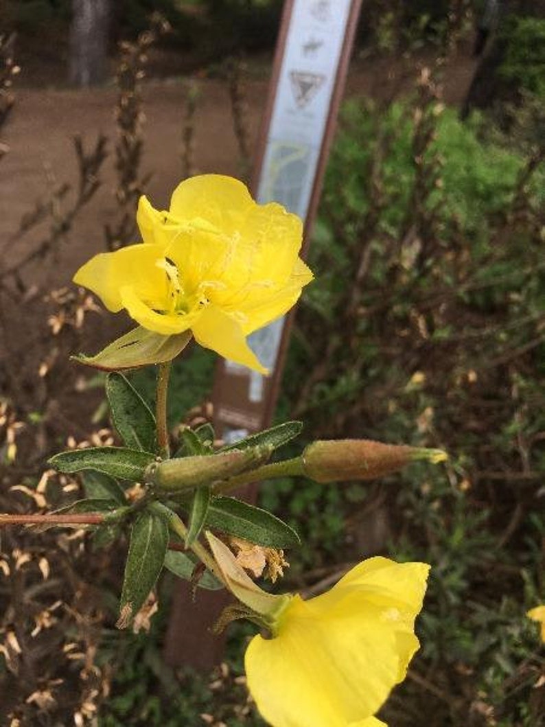 Oenothera Biennis Common Evening Primrose King's Cure - Etsy