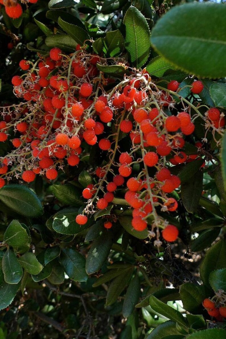 Comarostaphylis Diversifolia Summer Holly 5 Seeds | Etsy