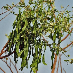 Bauhinia Racemosa | Bidi Leaf Tree | Sonpatta | 10 Seeds - Etsy