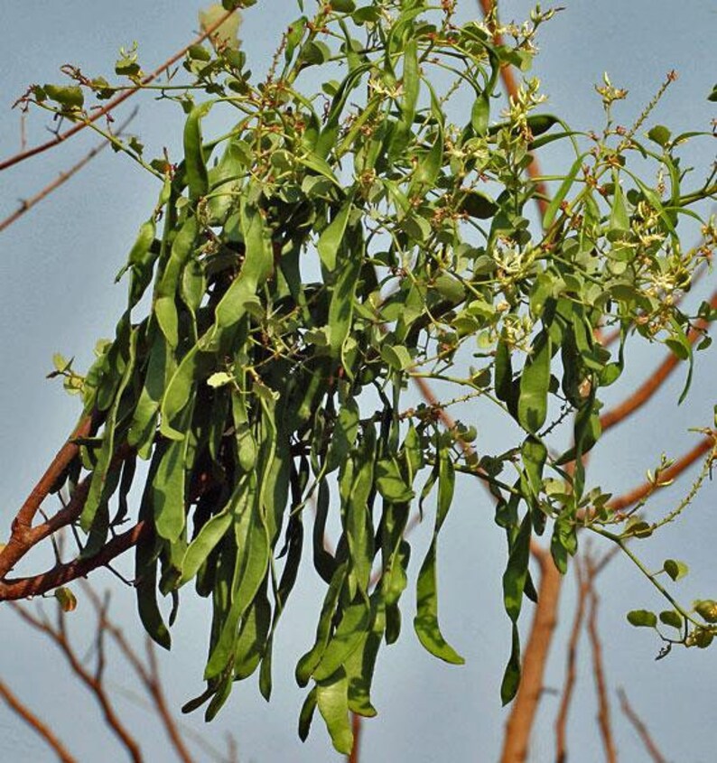 Bauhinia Racemosa Bidi Leaf Tree Sonpatta 5 Seeds - Etsy