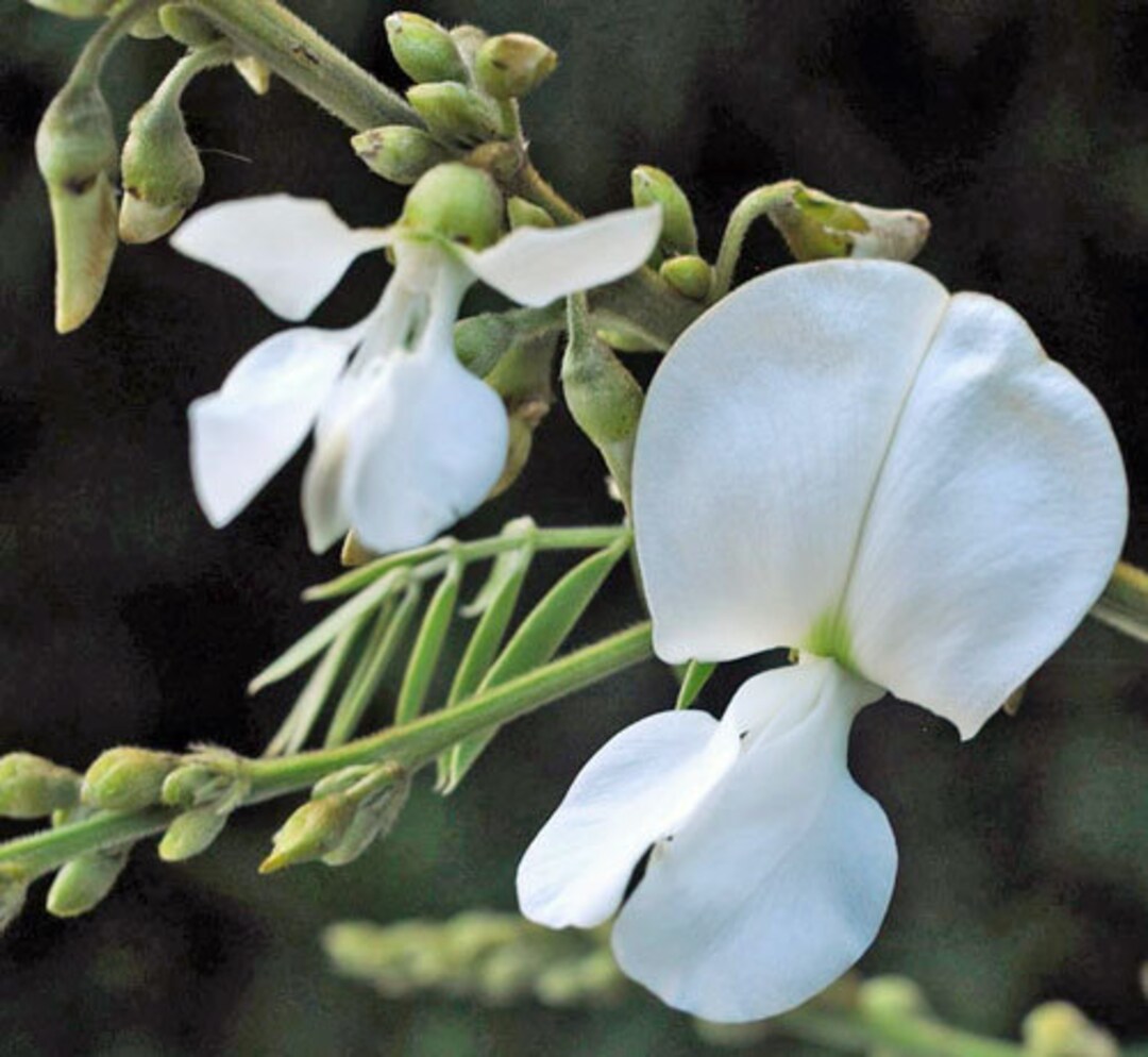 Tephrosia Candida | White Hoary Pea | White Tephrosia | 10 Seeds - Etsy