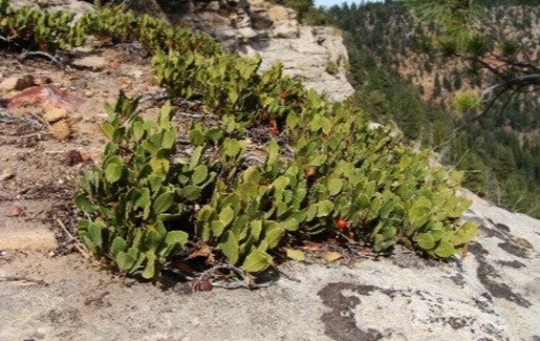 Arctostaphylos Coloradensis | Colorado Manzanita | 10 Seeds - Etsy