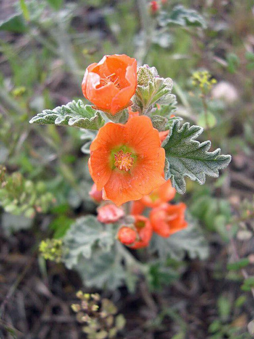 Sphaeralcea Munroana | Munro's Globemallow | 20 Seeds - Etsy