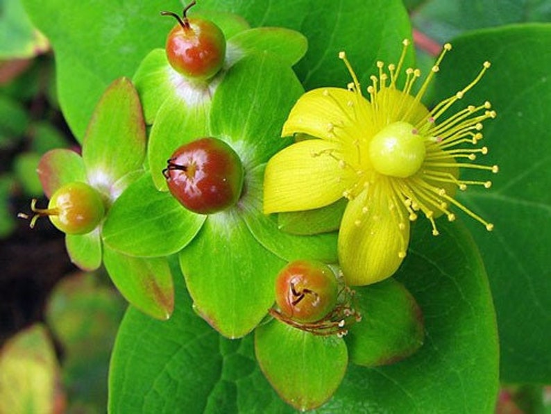 Hypericum Uralum | St. Johns Wort | 50 Seeds - Etsy