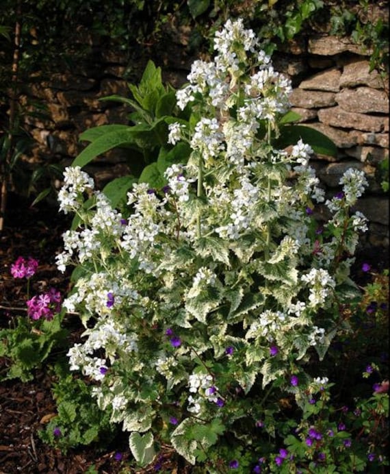 Lunaria Annua