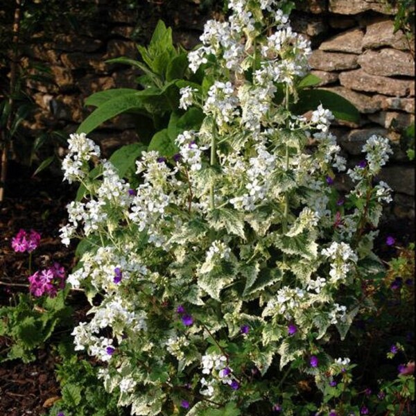 Honesty Plant - Etsy