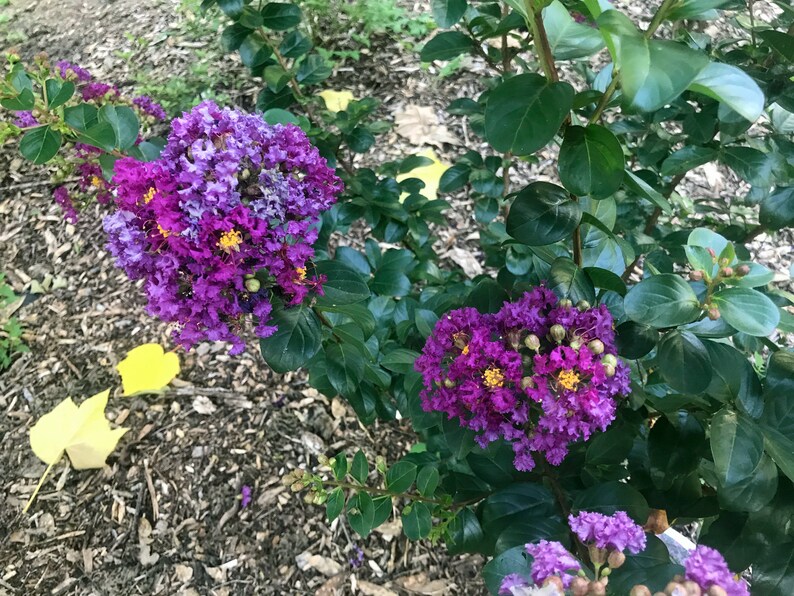 Lagerstroemia Indica 'purpurea' | Dwarf Purple Velvet Crape Myrtle ...