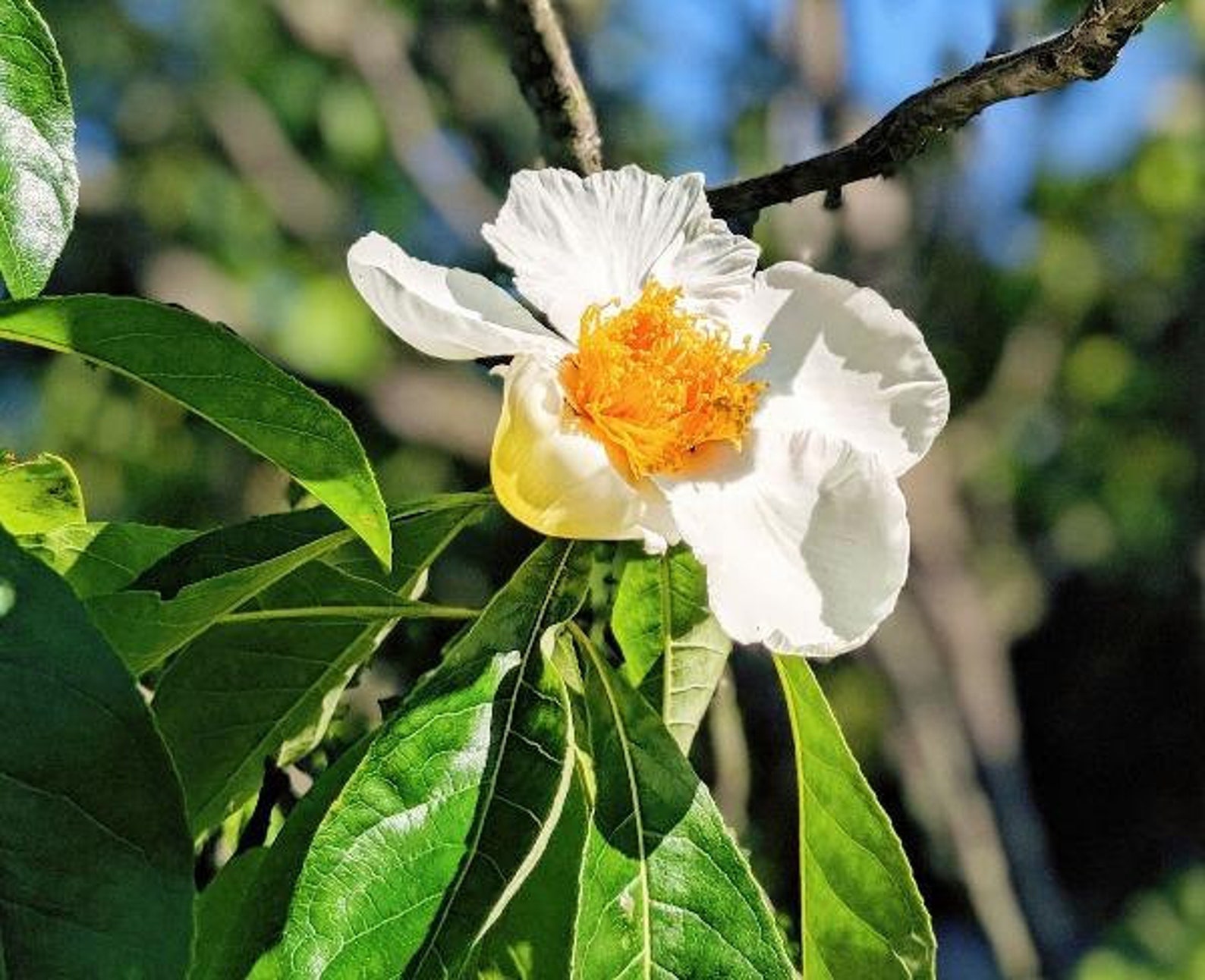 Frankilinia Altamaha | Ben Franklin Tree | Franklin Tree | 5 Seeds - Etsy