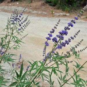Vitex Agnus-castus | Chaste Tree | Monks Pepper Alba | 20 Seeds - Etsy