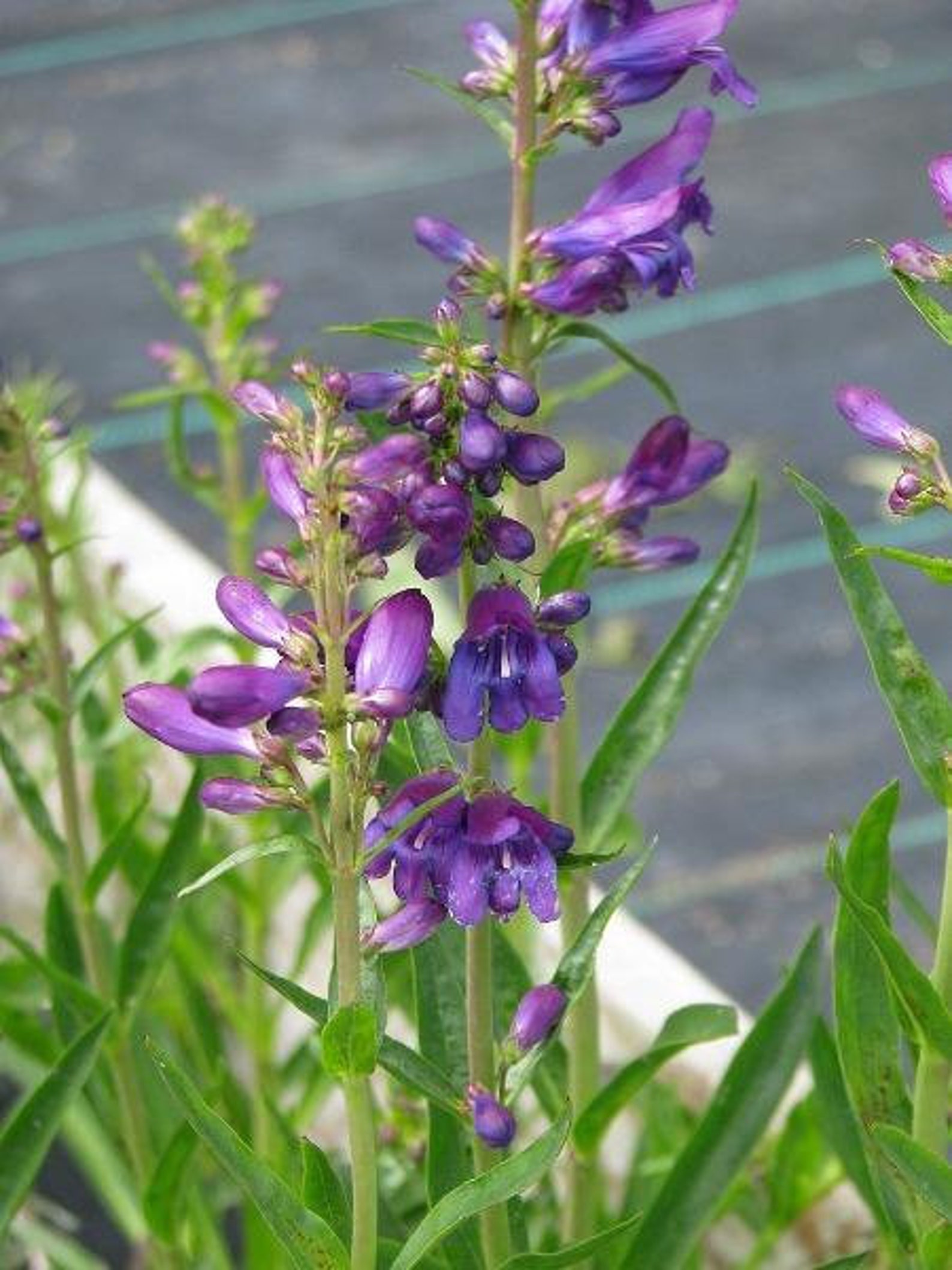Penstemon Strictus Rocky Mountain Penstemon Pride of the - Etsy