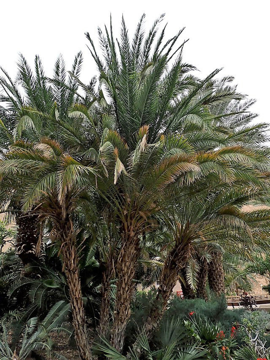 Phoenix Rupicola | Cliff Date Palm | 10 Seeds - Etsy