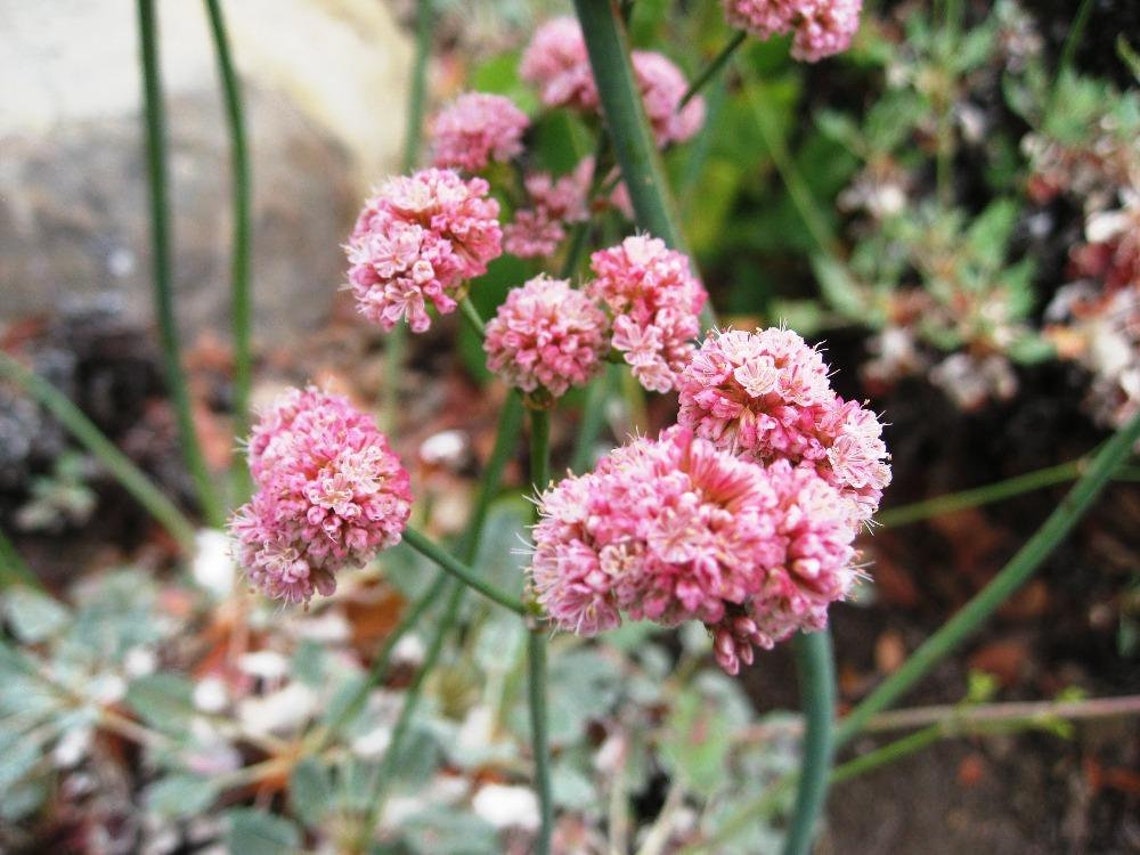 Eriogonum Grande Var. Rubescens | Red-flowered Buckwheat | 25 Seeds - Etsy