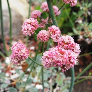 Eriogonum Grande Var. Rubescens | Red-flowered Buckwheat | 25 Seeds - Etsy