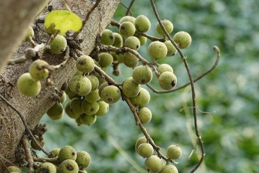 Ficus Racemosa | Cluster or Indian Fig Tree | Audumbara | 100 Seeds - Etsy